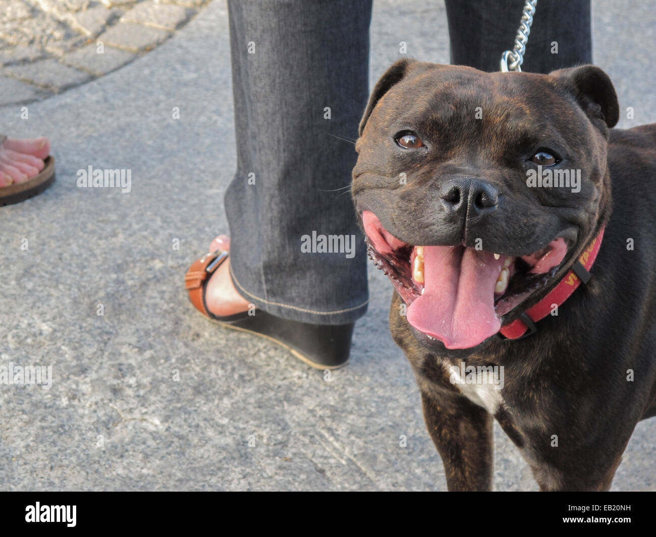 Tongue Dog Berlin Germany Stock Photo - Alamy