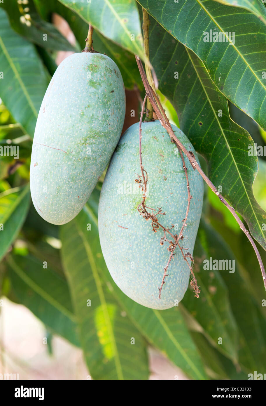 Fresh double mango Stock Photo - Alamy