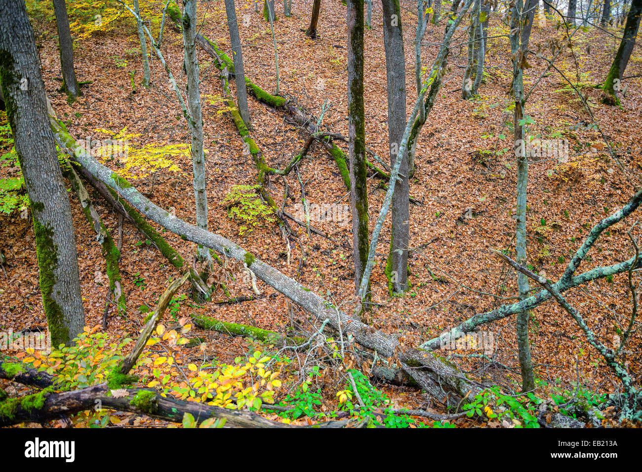 The fallen trees in the autumn forest Stock Photo - Alamy