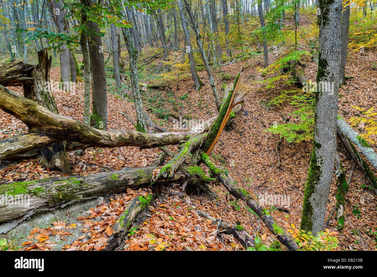 The fallen trees in the autumn forest Stock Photo - Alamy
