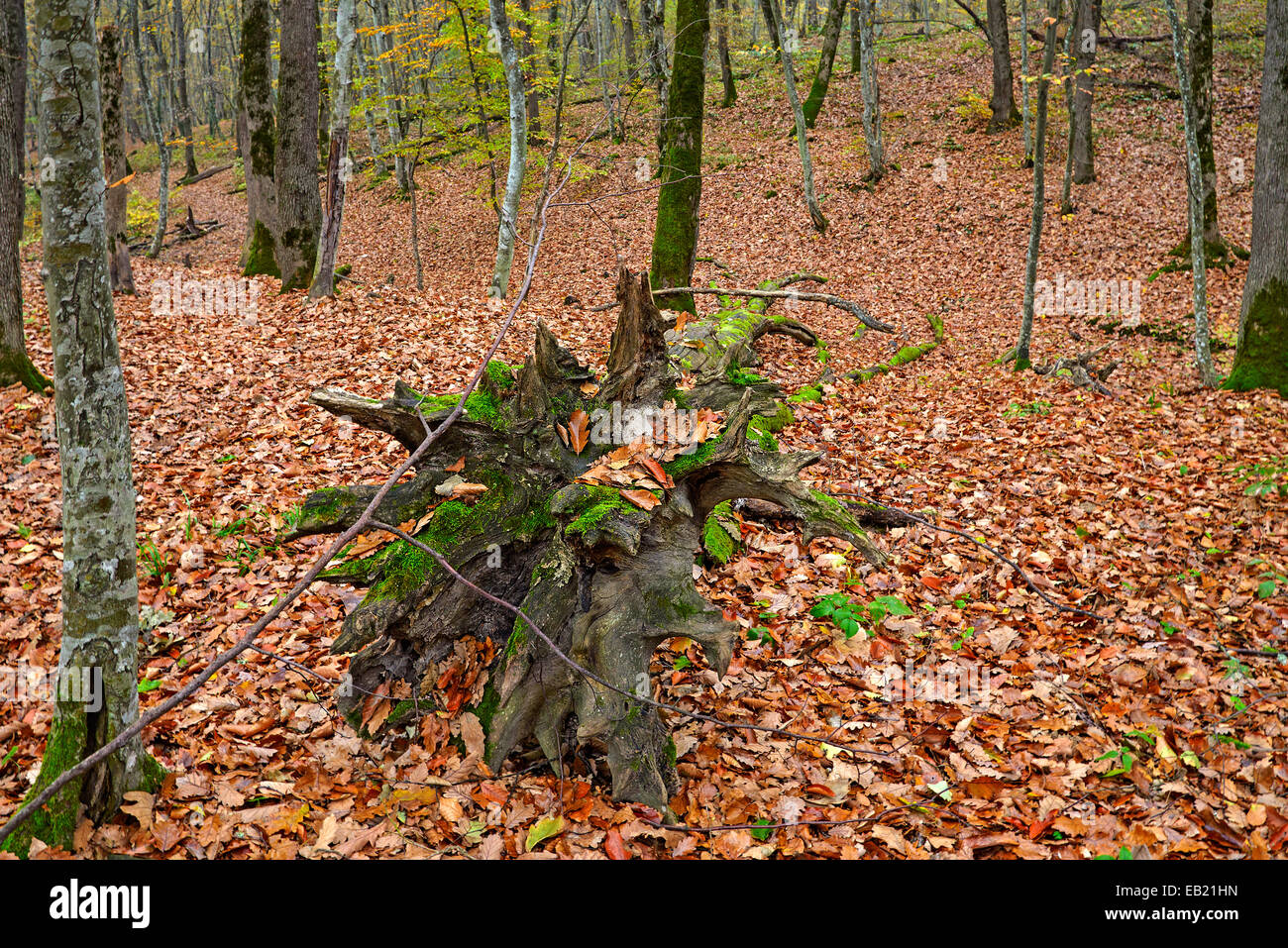 The fallen trees in the autumn forest Stock Photo - Alamy