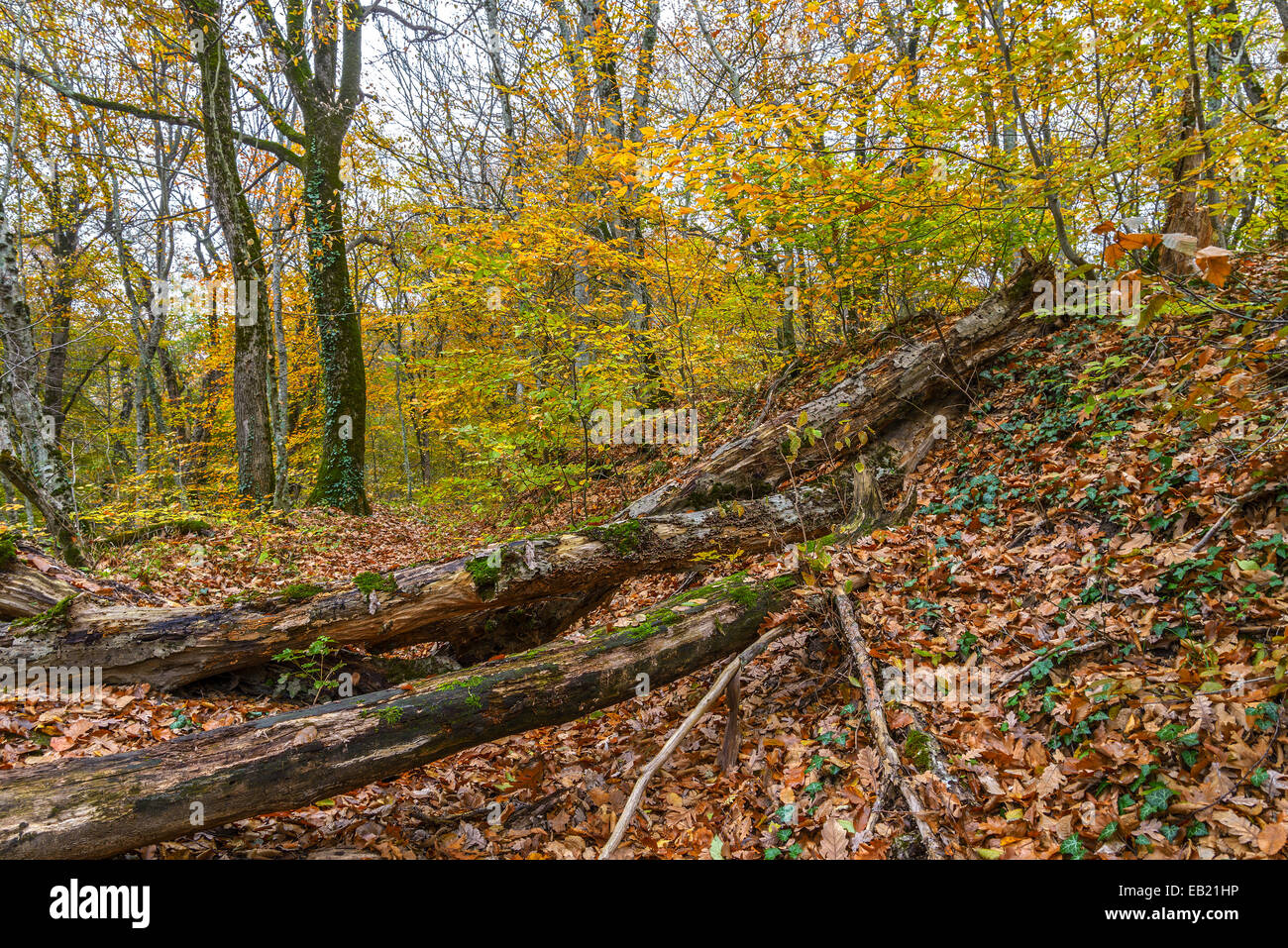 The fallen trees in the autumn forest Stock Photo - Alamy
