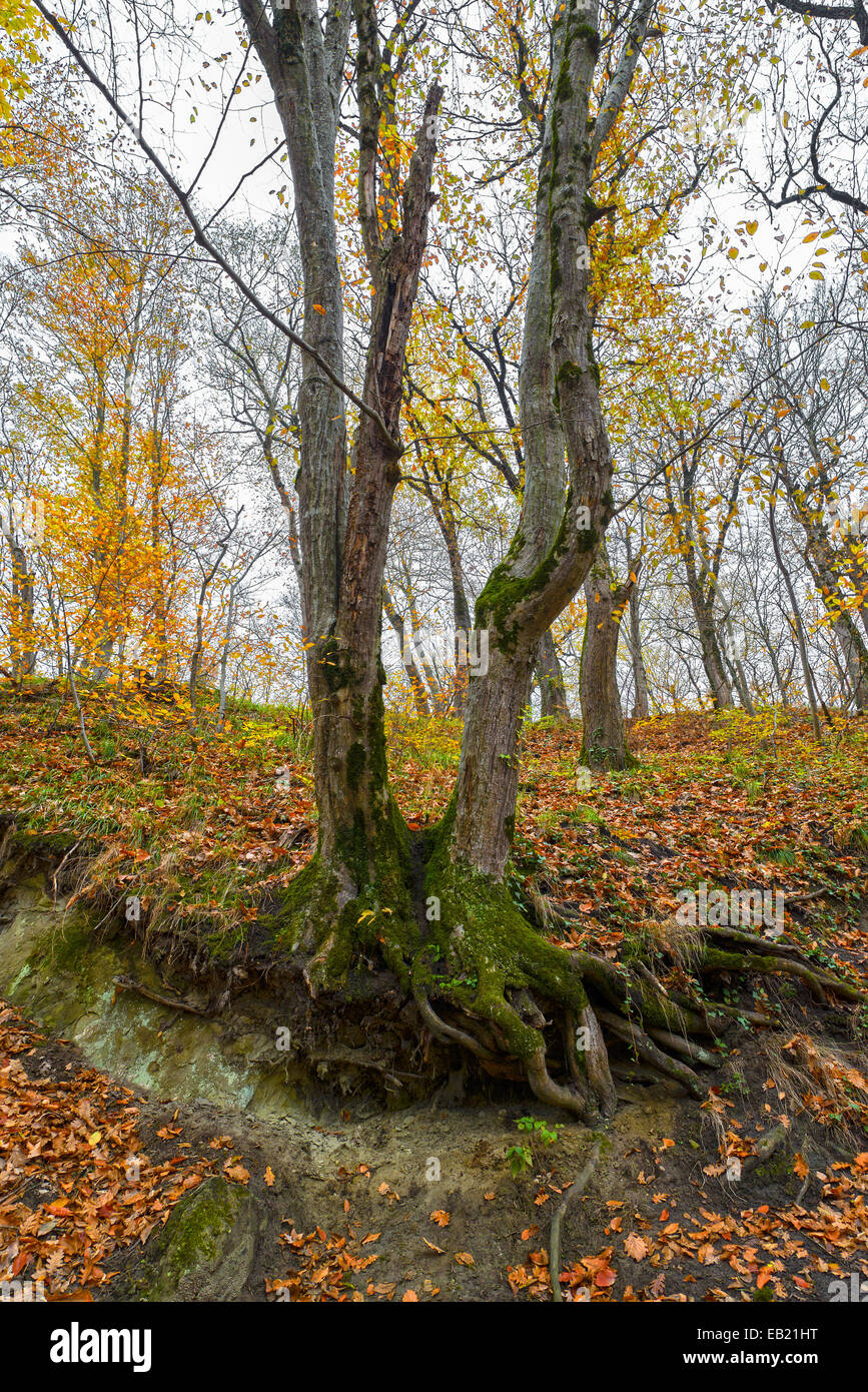 Beautiful autumn forest golden hi-res stock photography and images - Alamy