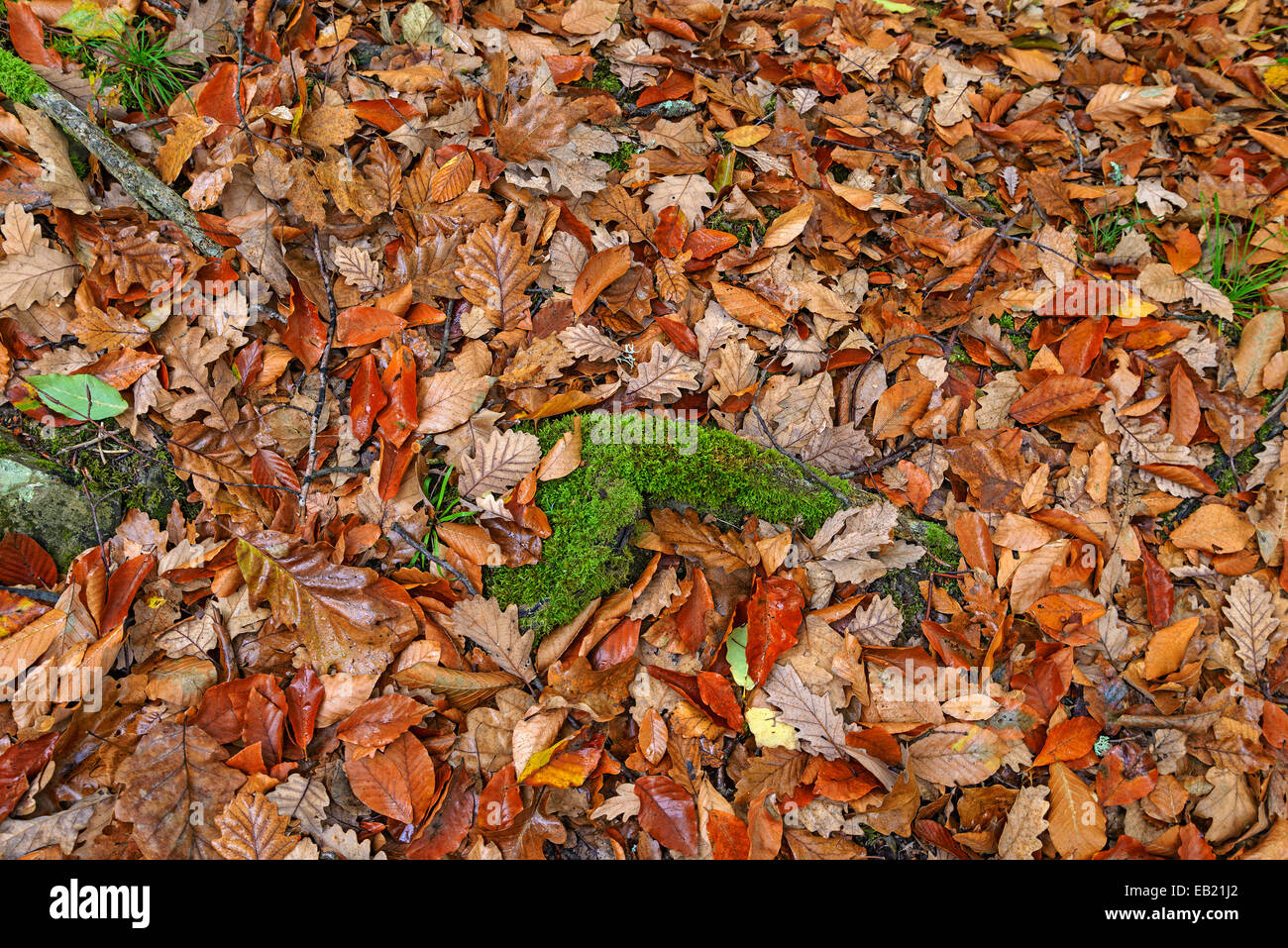 Golden fallen leaf hi-res stock photography and images - Alamy