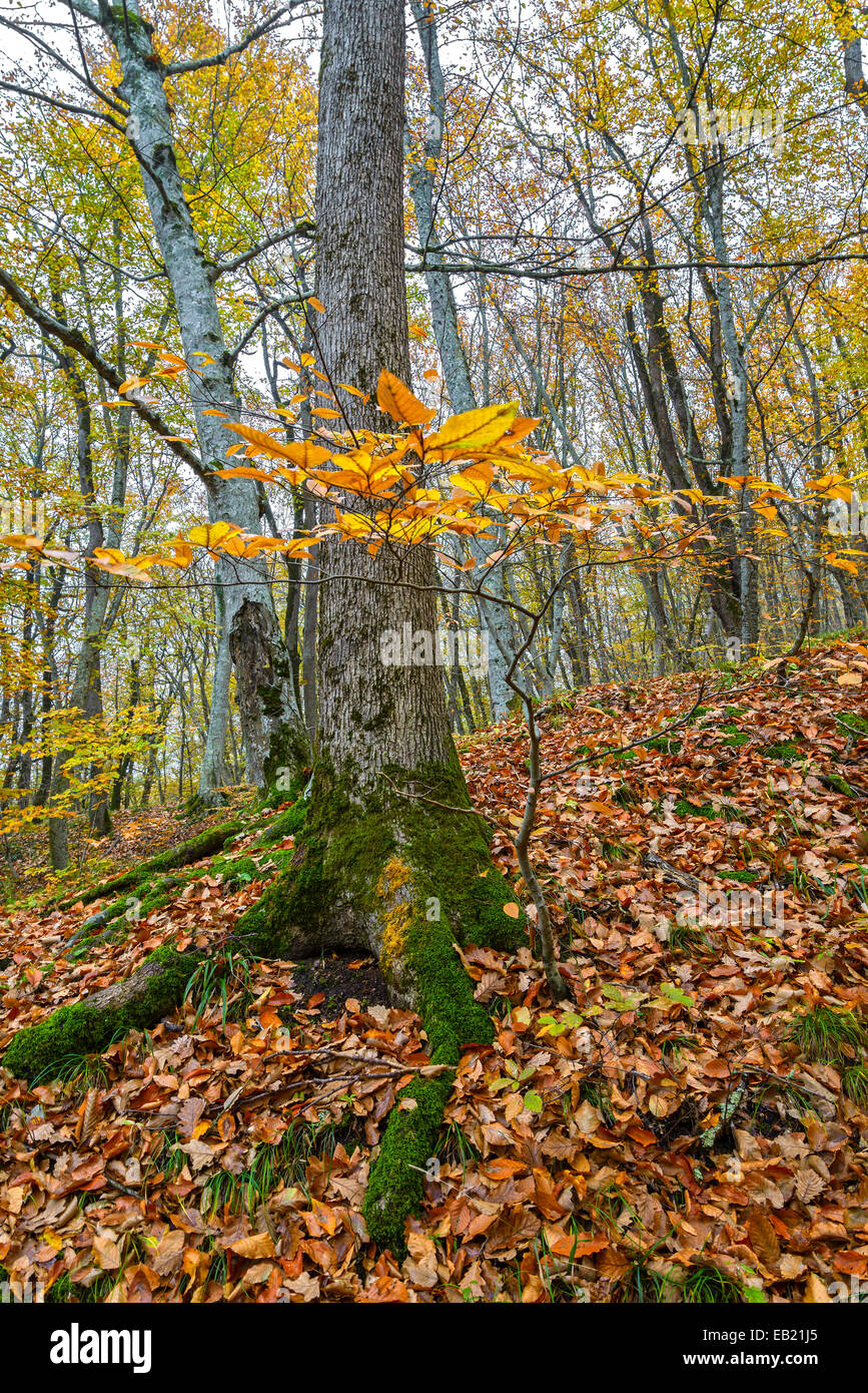 Bark moss mossy tree hi-res stock photography and images - Alamy