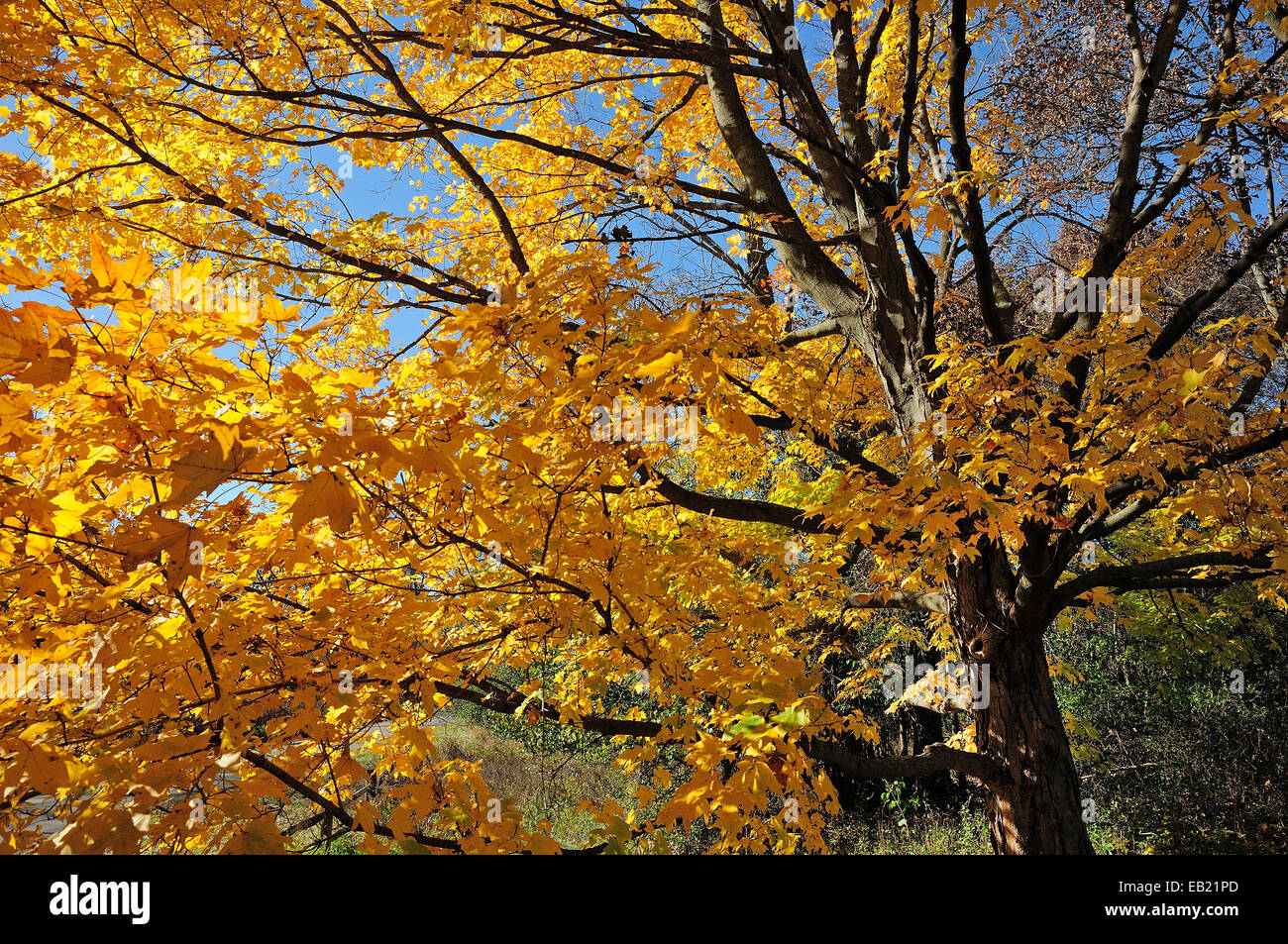 Fall Foliage Norway Maple Trees High Resolution Stock Photography and ...