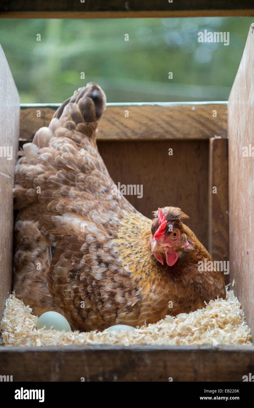 Hen Sitting Eggs