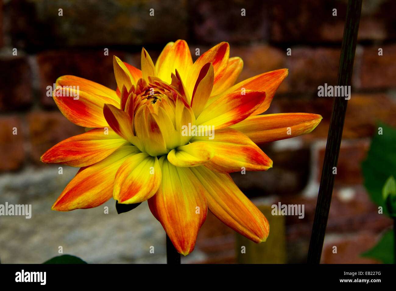 Yellow Delilah Flowers Pinterest Dahlias Flower