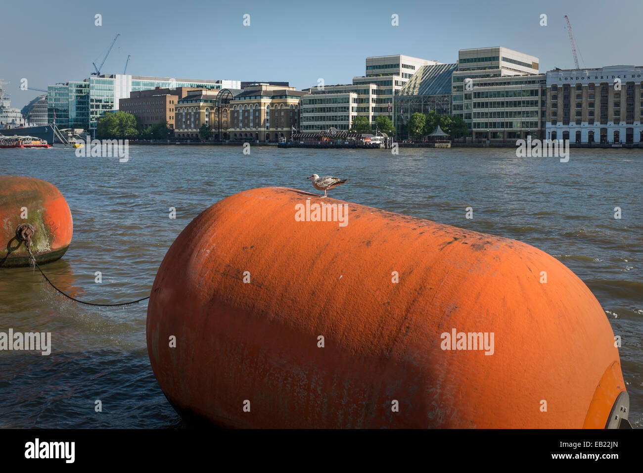 Seagull stands on top of a large orange floating buoy on the River ...