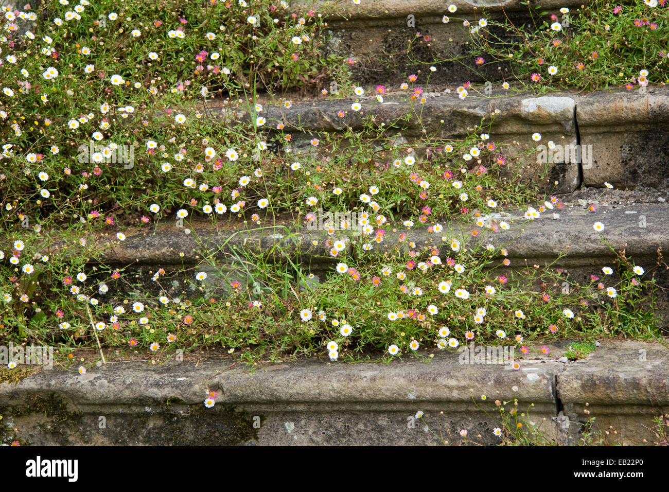 Overgrown steps in Sizergh Castle & Garden, Cumbria, England, UK Stock ...