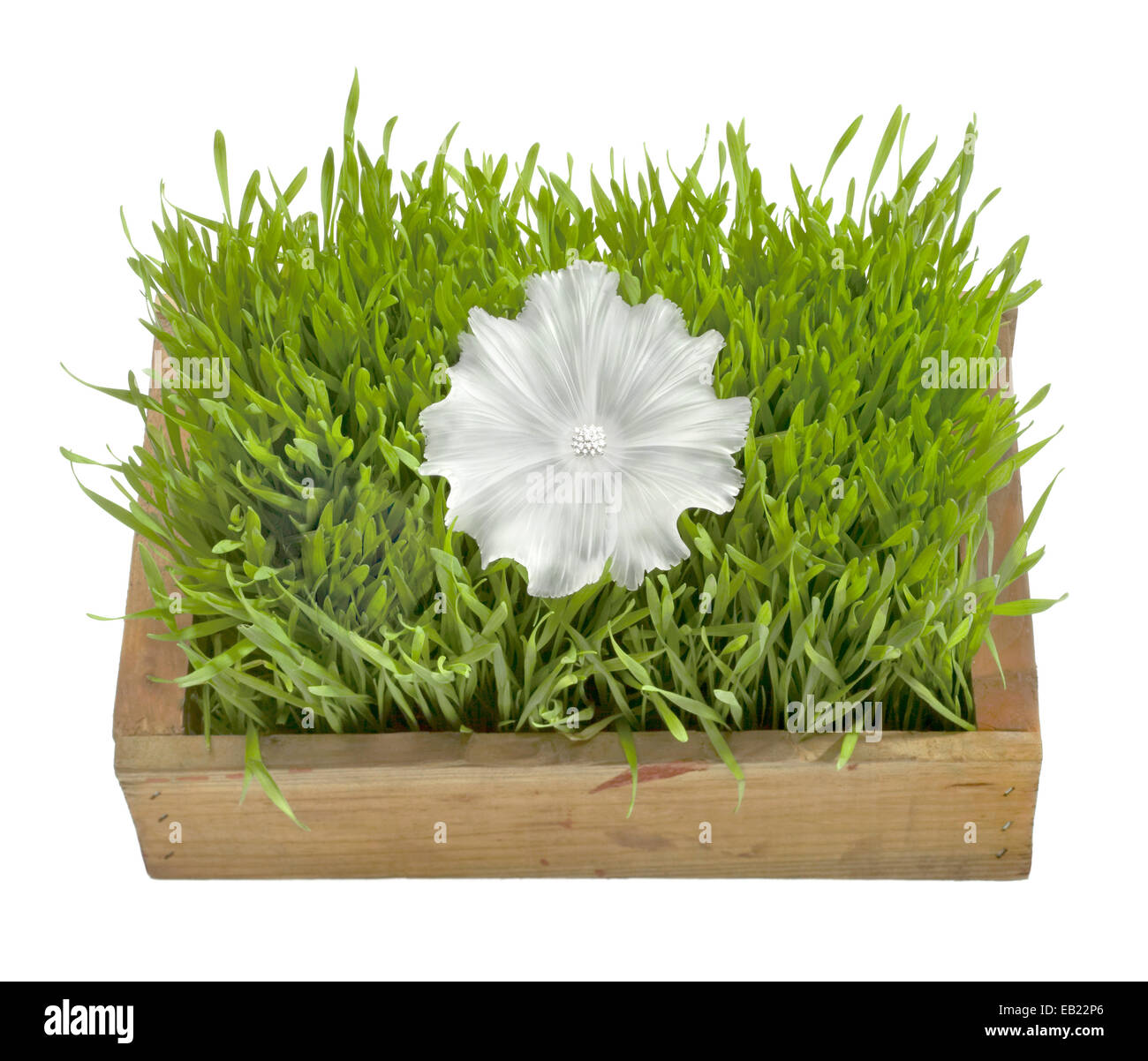 Green planter box Cut Out Stock Images & Pictures - Alamy