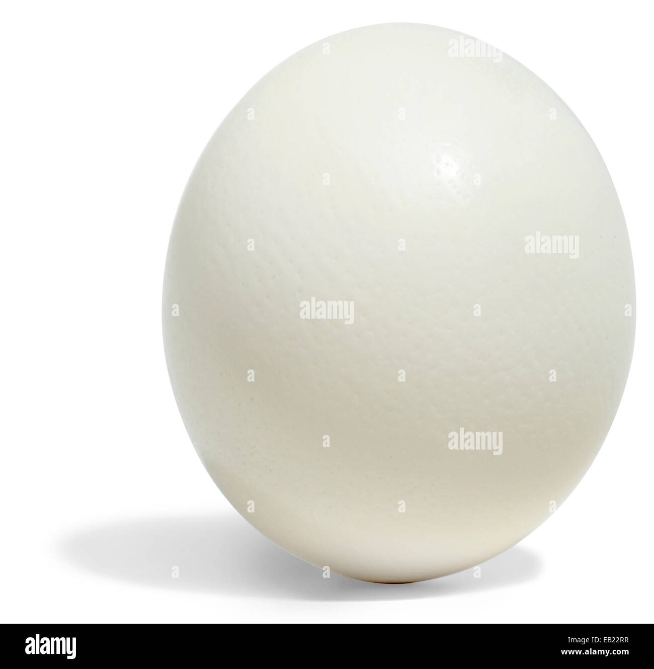 Ostrich shell hi-res stock photography and images - Alamy