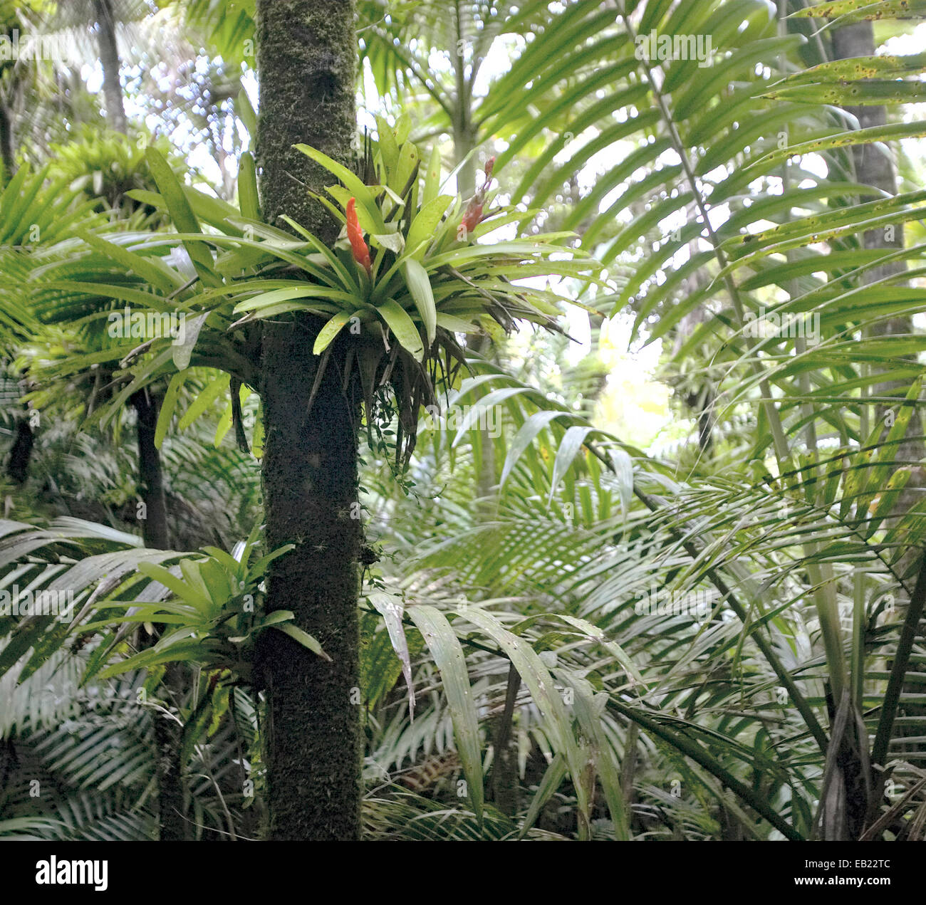 Puerto rico trees hi-res stock photography and images - Alamy