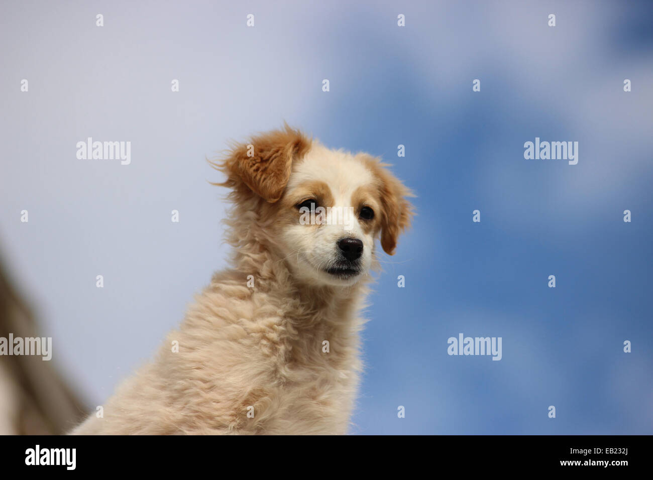 Cute dog with blue sky background Stock Photo - Alamy
