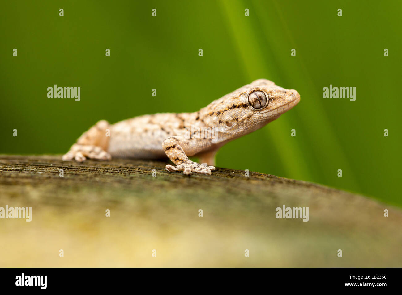 portrait of a little gecko Stock Photo - Alamy