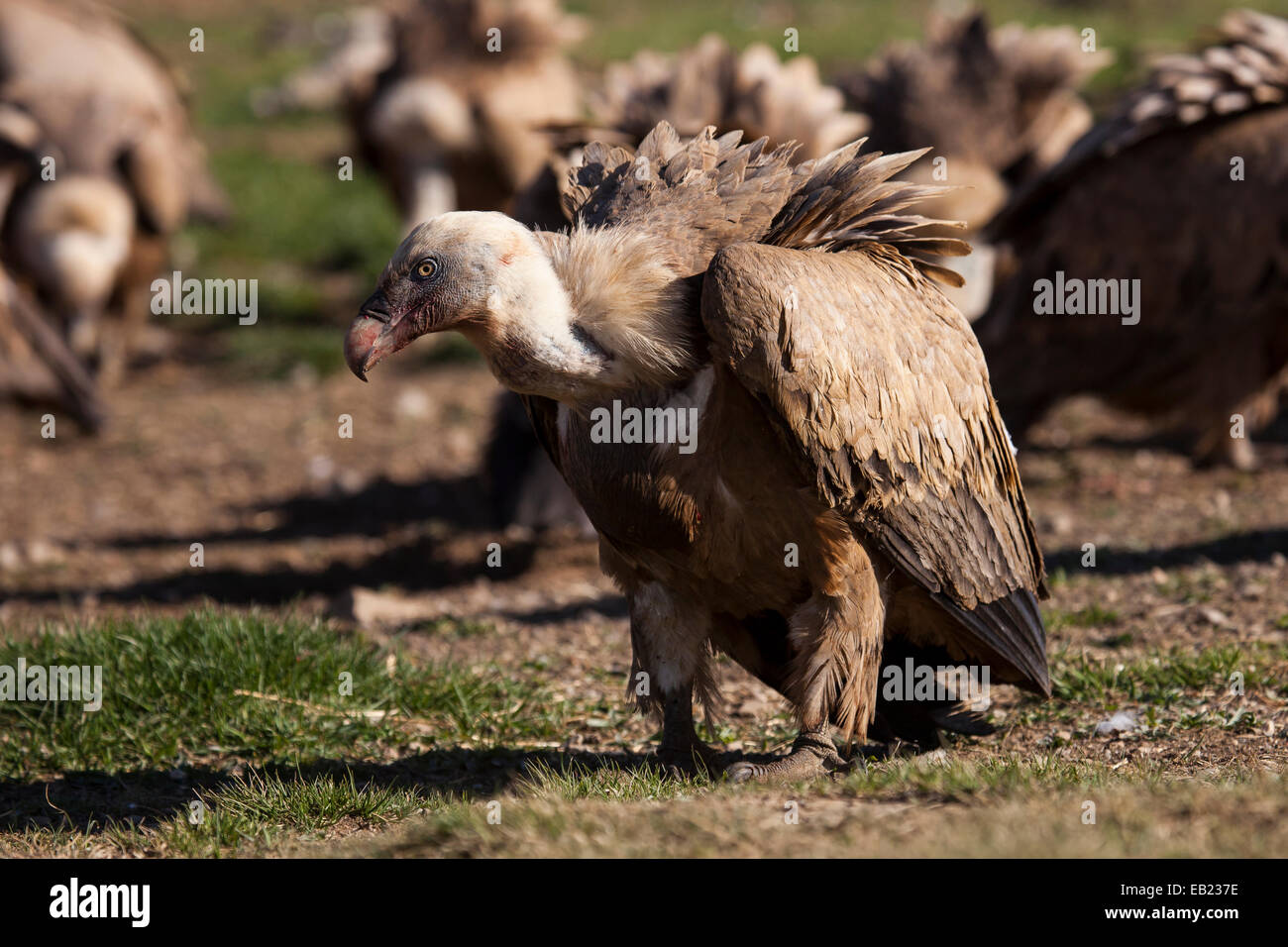 portrait of a griffon Stock Photo - Alamy