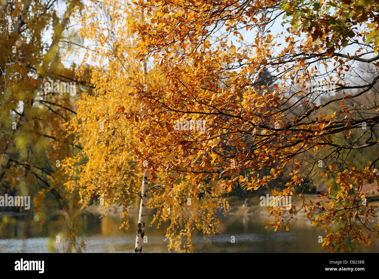 autumn trees with yellow red leaves photographed close up Stock Photo ...