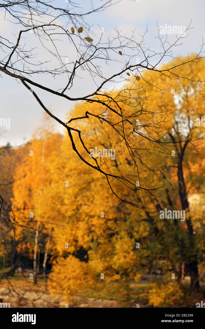 autumn trees with yellow red leaves photographed close up Stock Photo ...