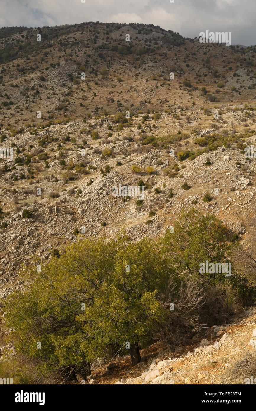 Trees and mountains. Golan Heights. Israel. Syria. Asia Stock Photo - Alamy