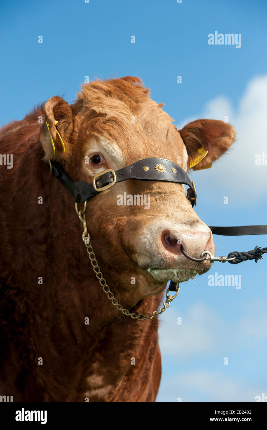 Limousin Bull Head High Resolution Stock Photography and Images - Alamy