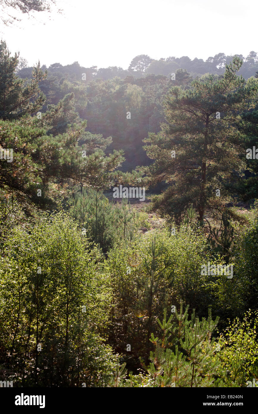 Scots Pine Wood Trees and young saplings Canford Heath Poole Dorset ...