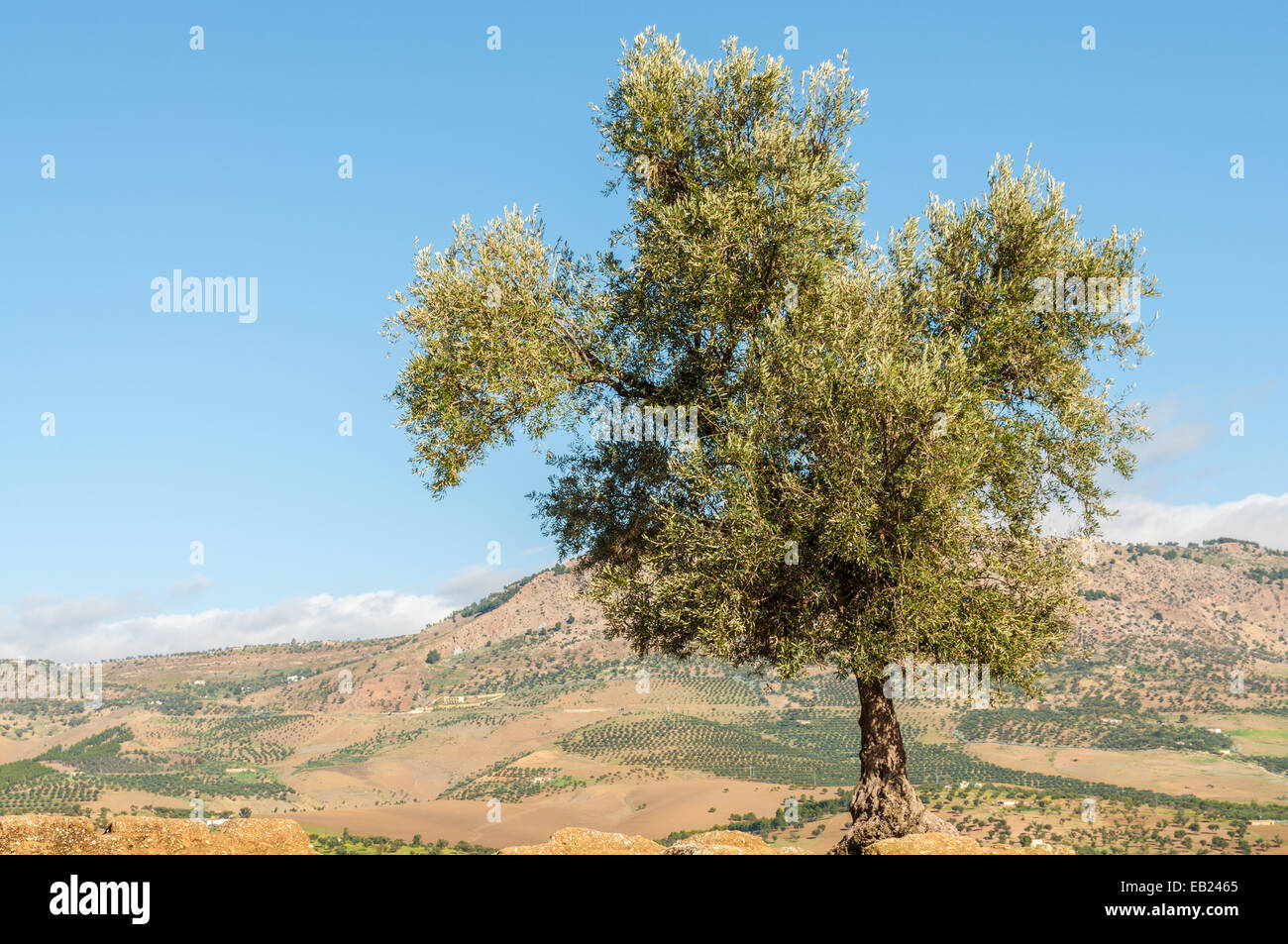 Tree morocco hi-res stock photography and images - Alamy