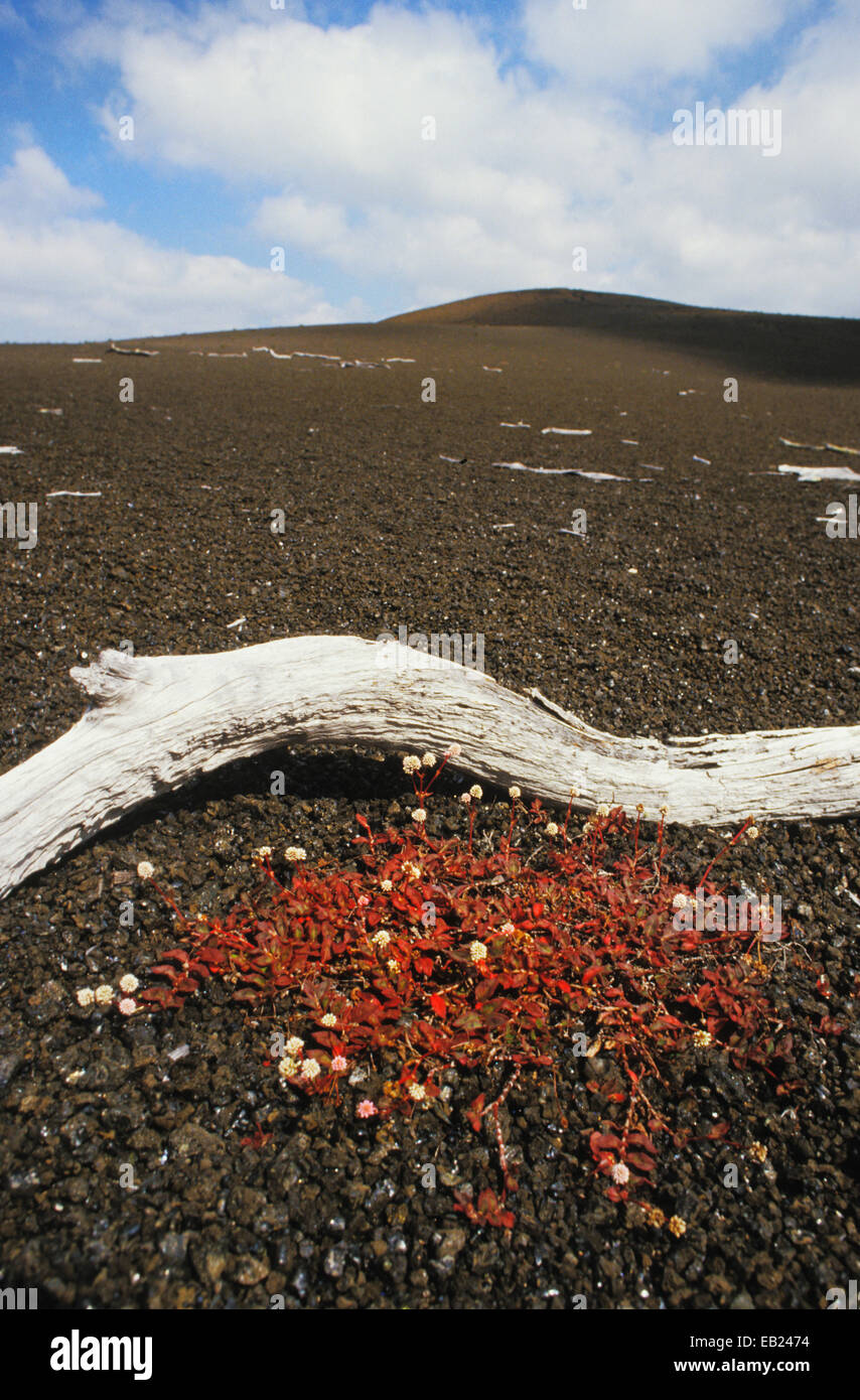 Chain Of Craters Road In Hawaii Volcanoes National Park High Resolution ...