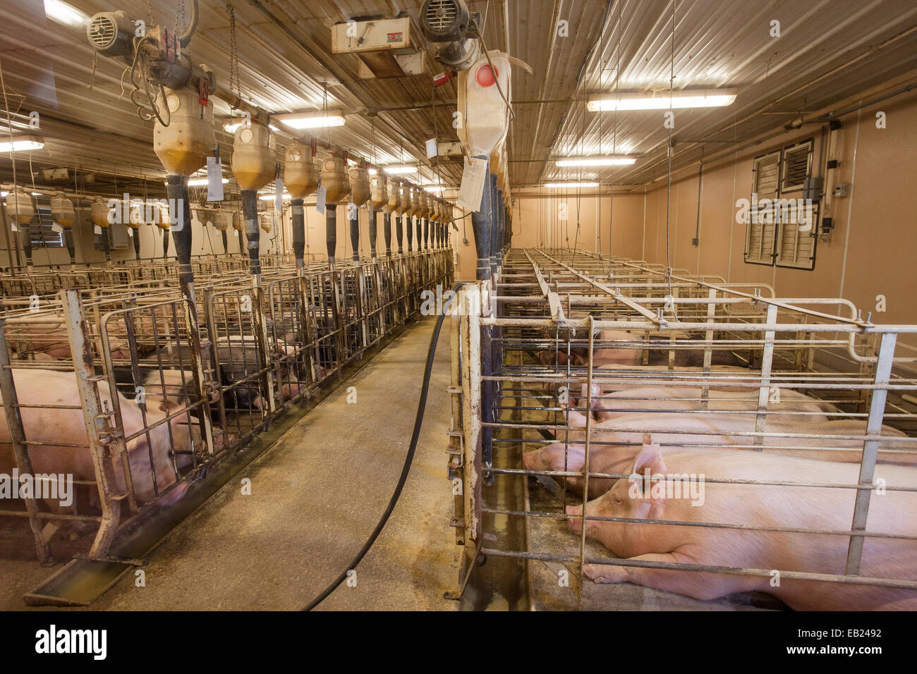 Pig crate hi-res stock photography and images - Alamy