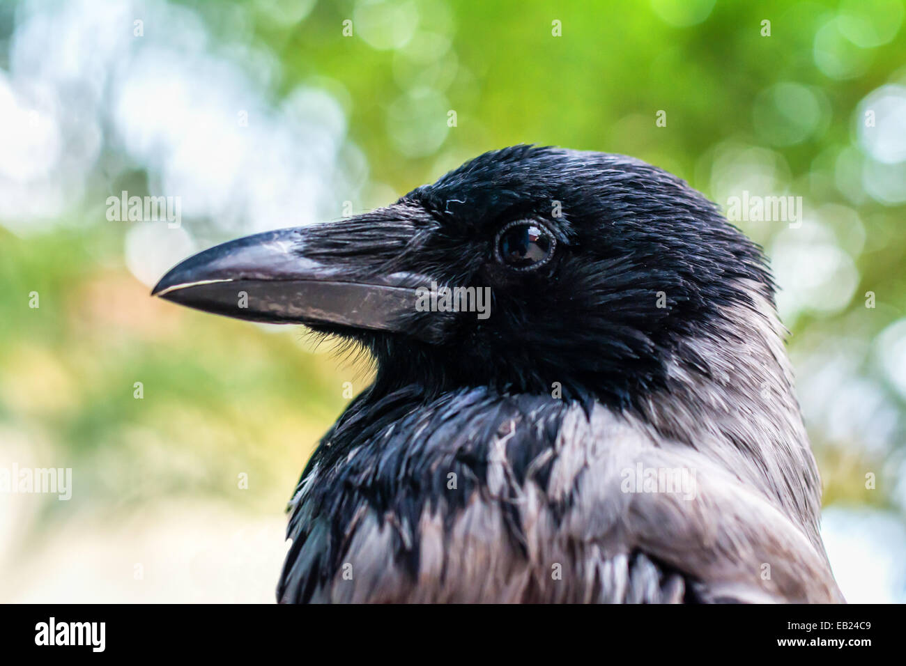 Crow autumn bird hi-res stock photography and images - Alamy