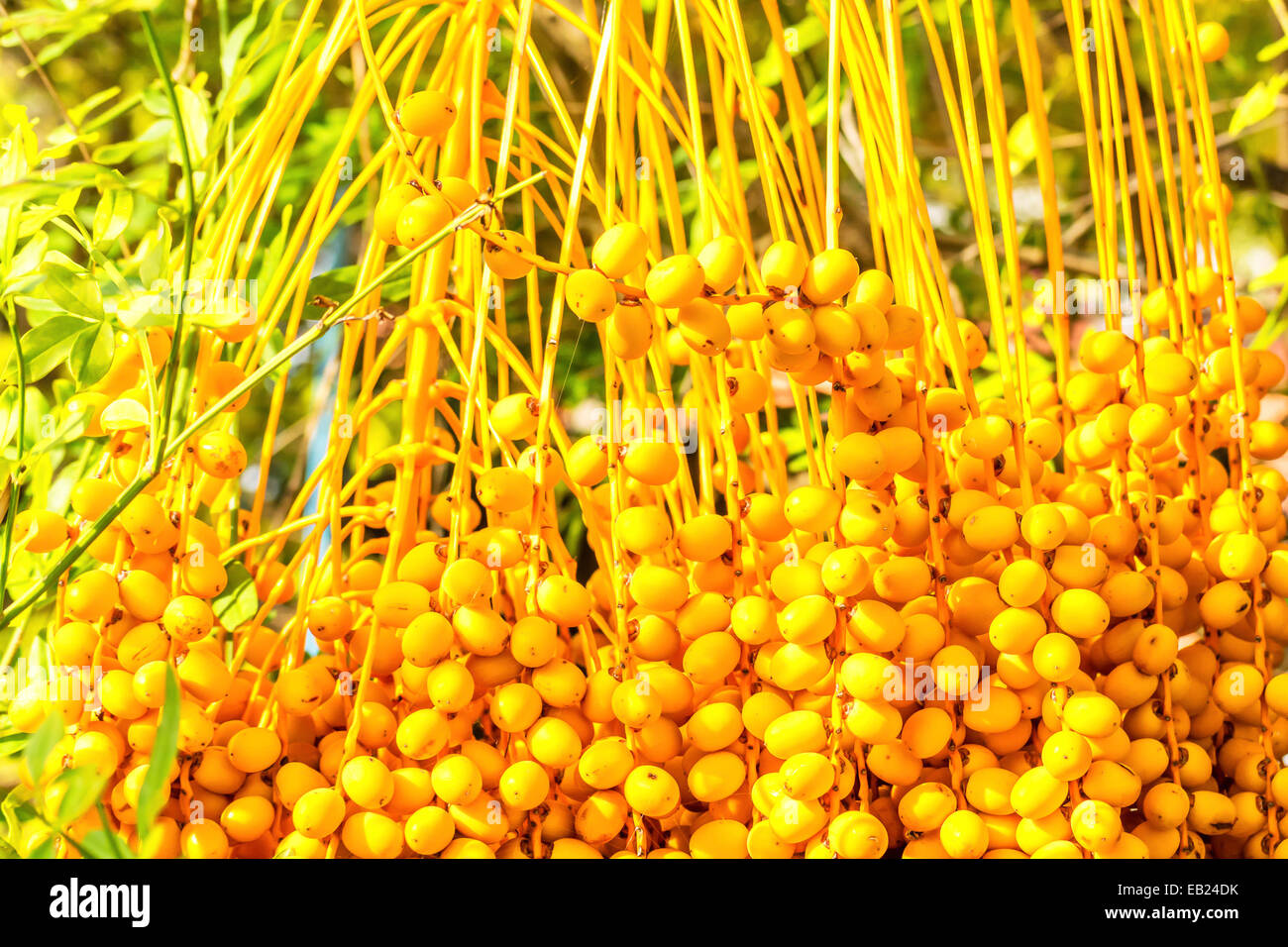Dates hanging on the palm tree Stock Photo - Alamy