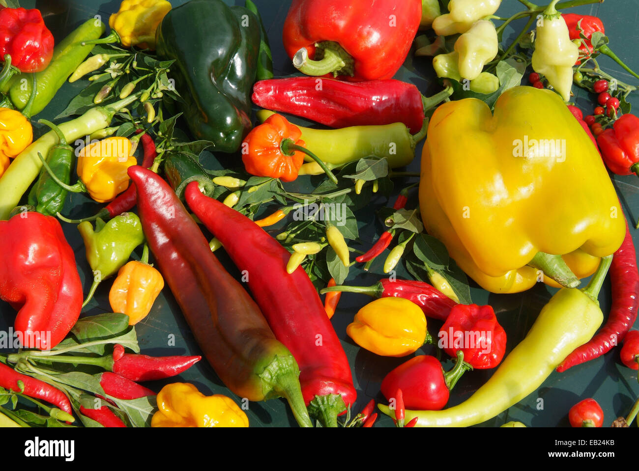 Selection of chillies Stock Photo - Alamy