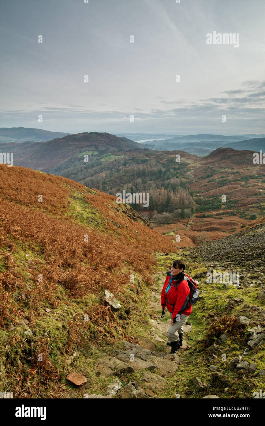Rambler climbing up Silver how fell in the English Lake district ...