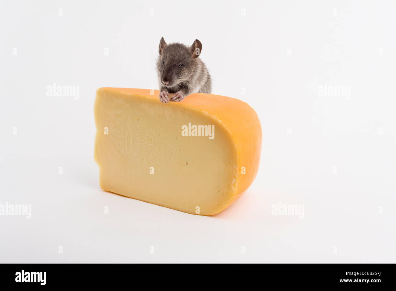 Computer Mouse Eating Cheese