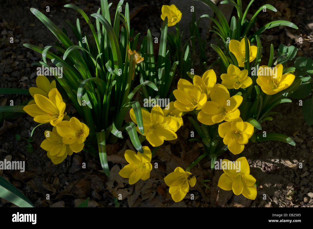 Bright yellow autumnal crocus flowers in the garden, (Crocus sativus ...
