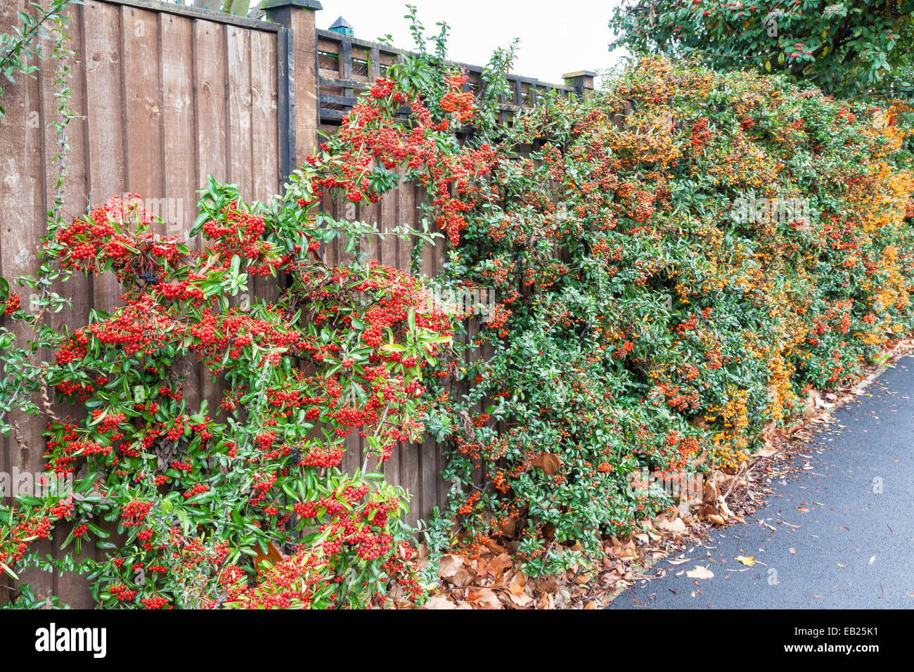 Firethorn or Pyracantha growing up the side of a fence next to the ...