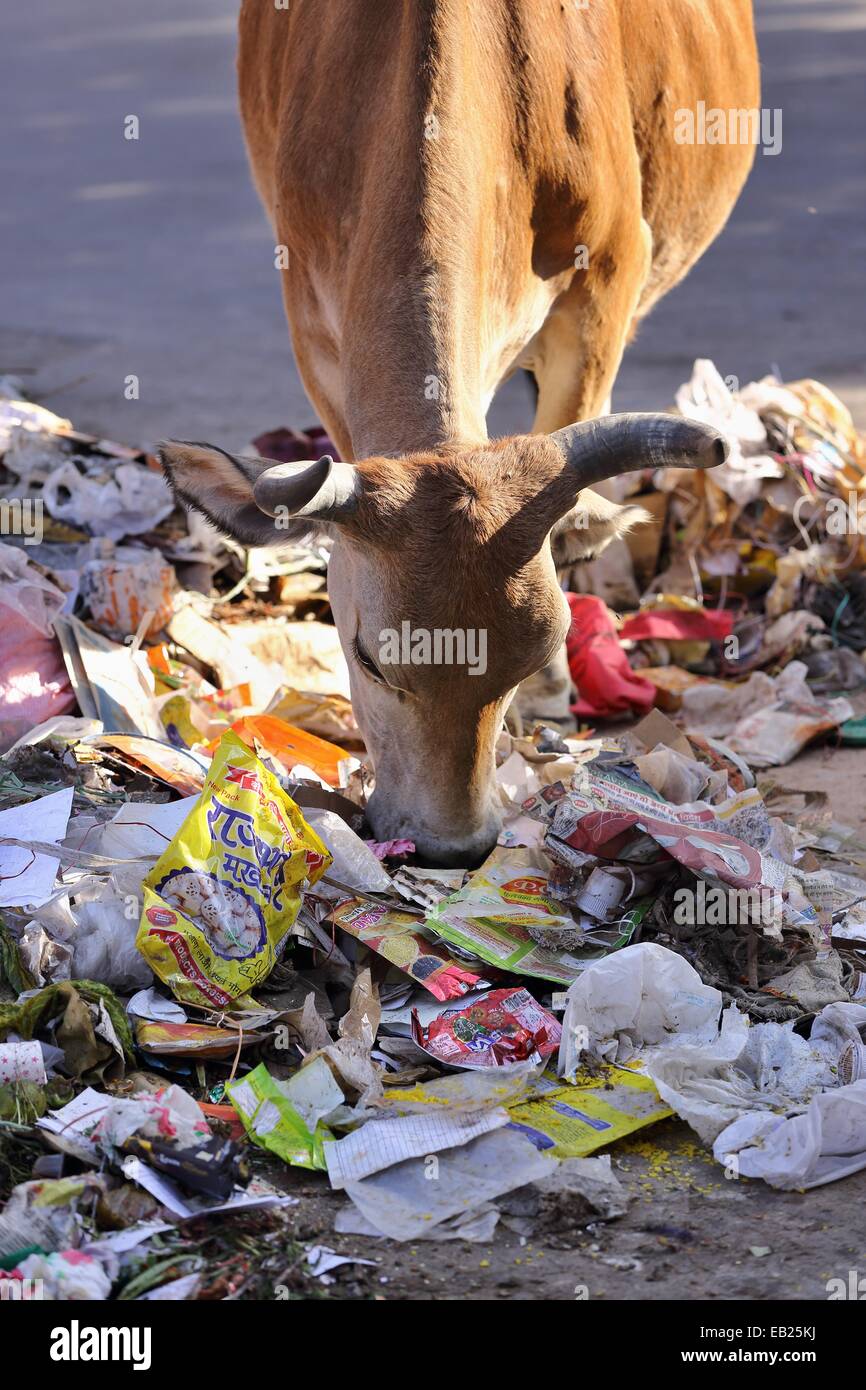 Cows eating garbage in india hi-res stock photography and images - Alamy