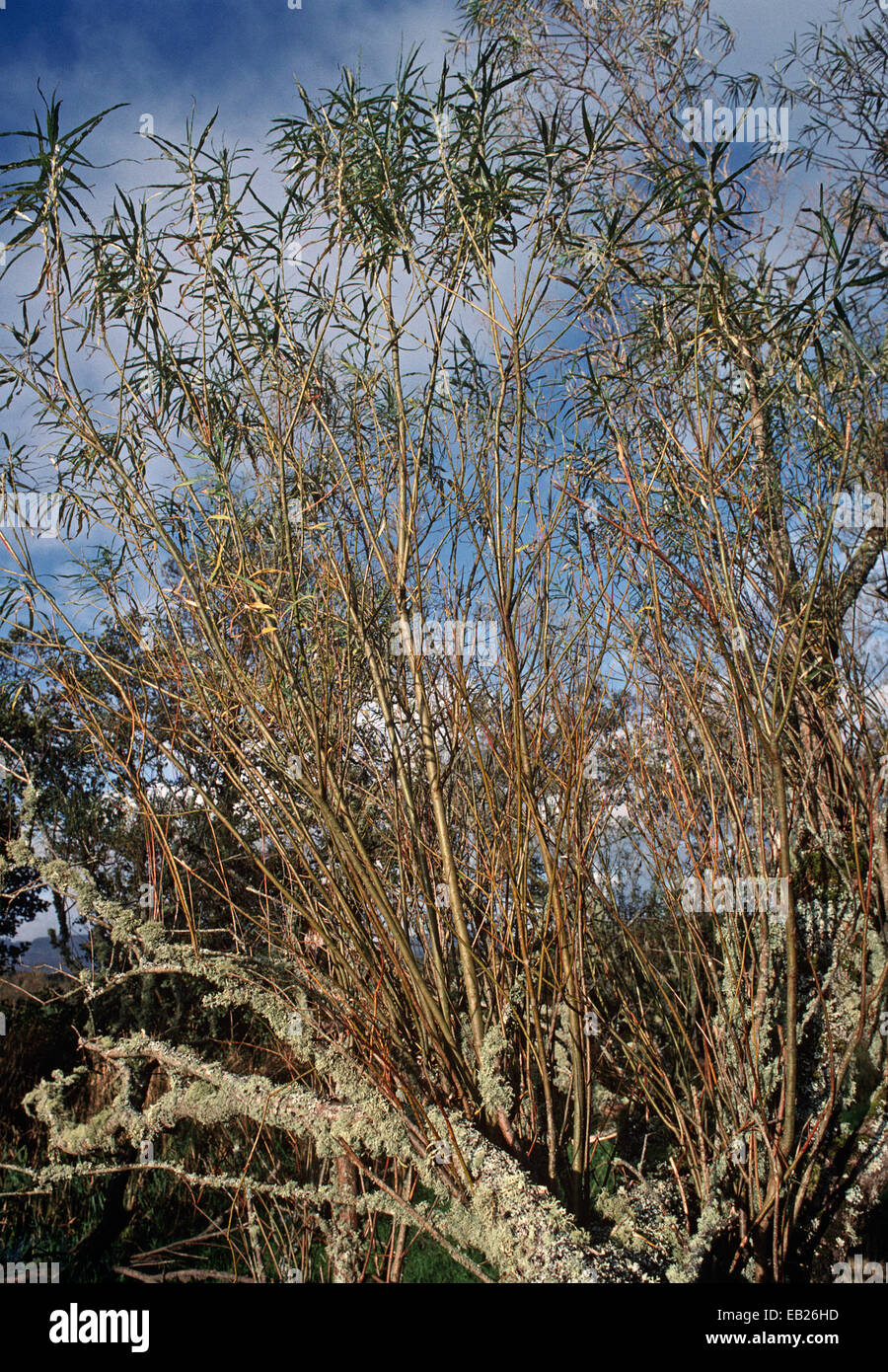 SALLOWES, WILLOWS, GROWING ALONGSIDE THE RIVER GARAVOGUE, COUNTY SLIGO ...