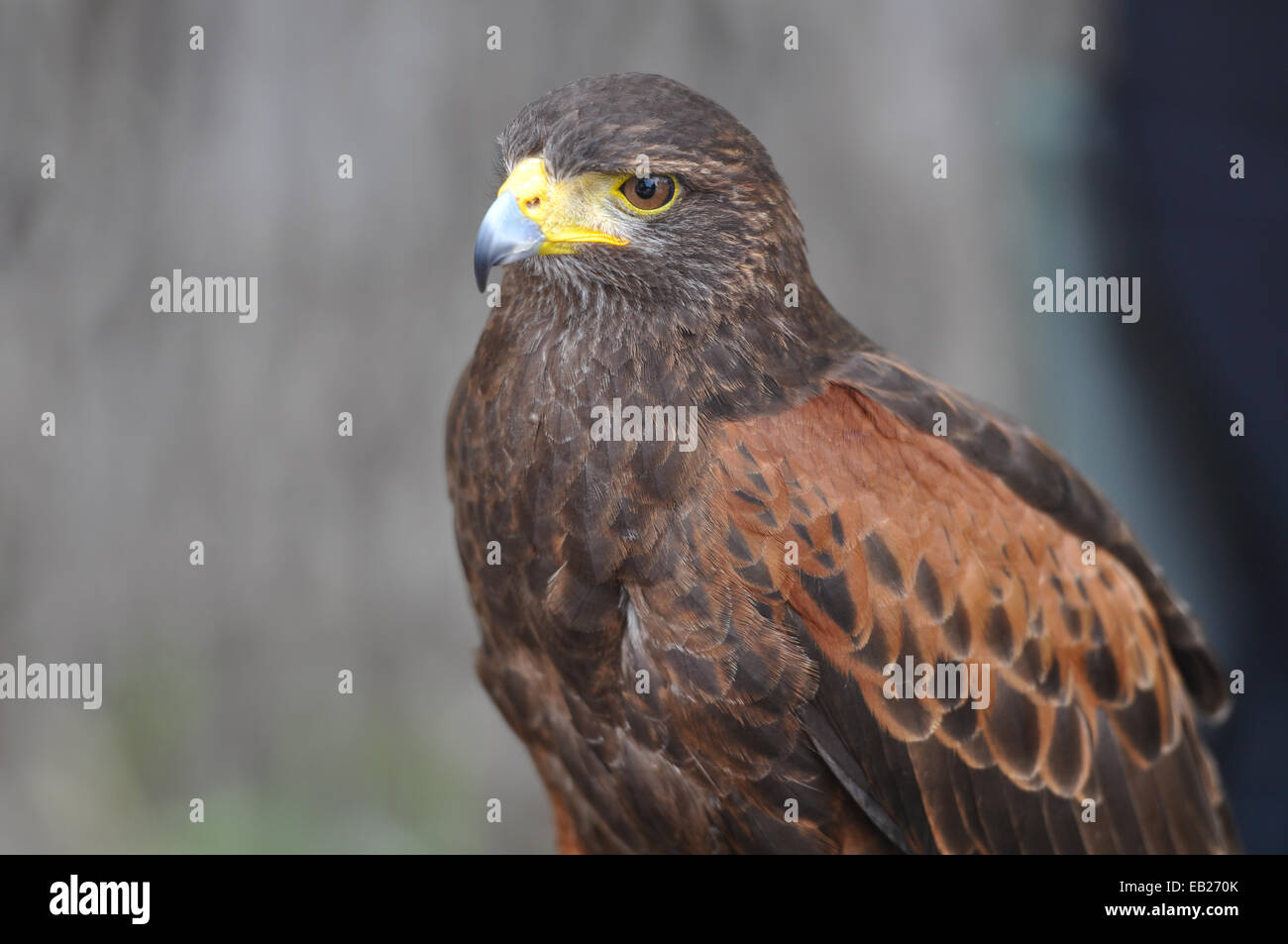 Harris Brown Hawk Stock Photo - Alamy
