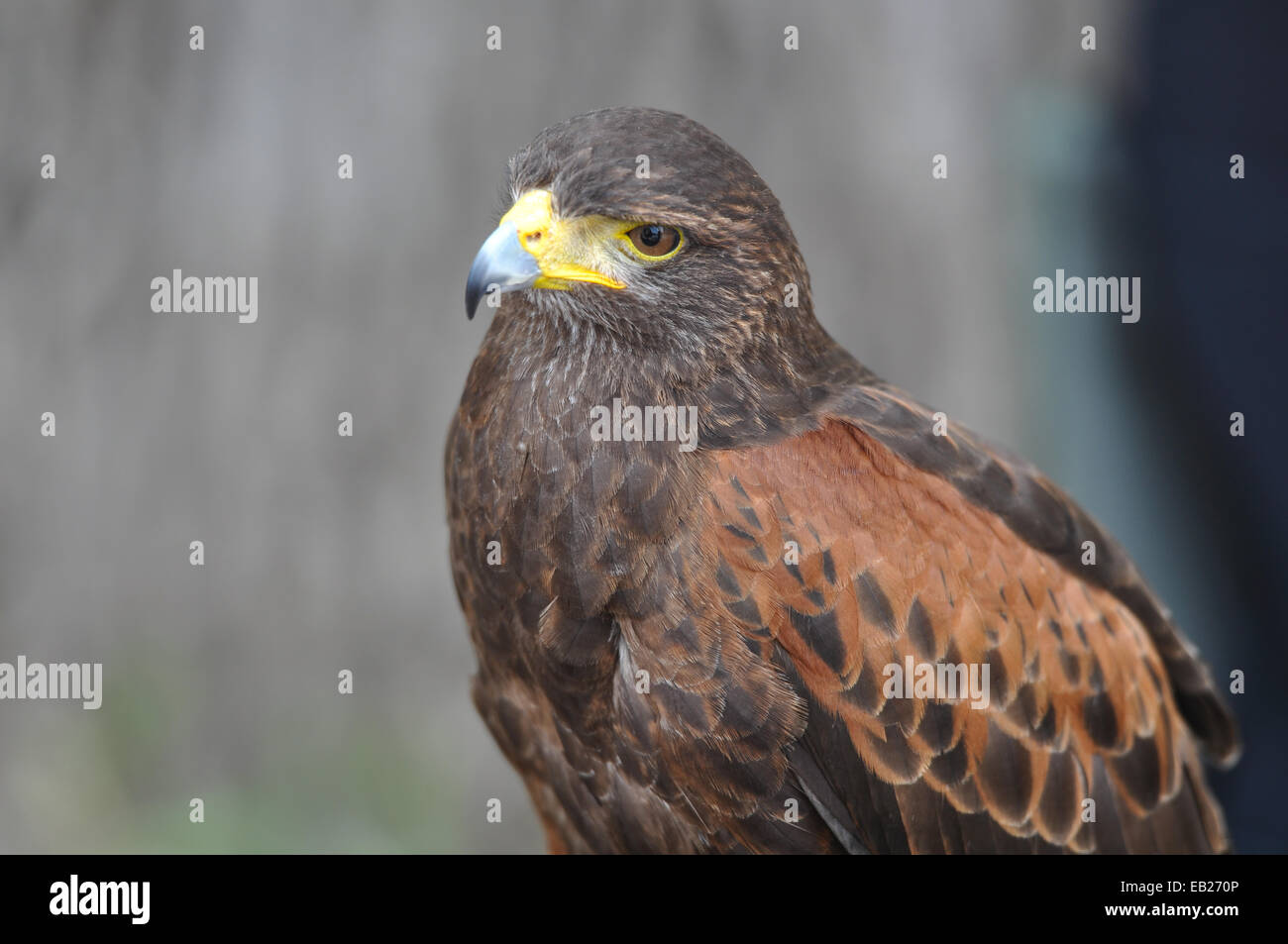 Harris Brown Hawk Stock Photo - Alamy