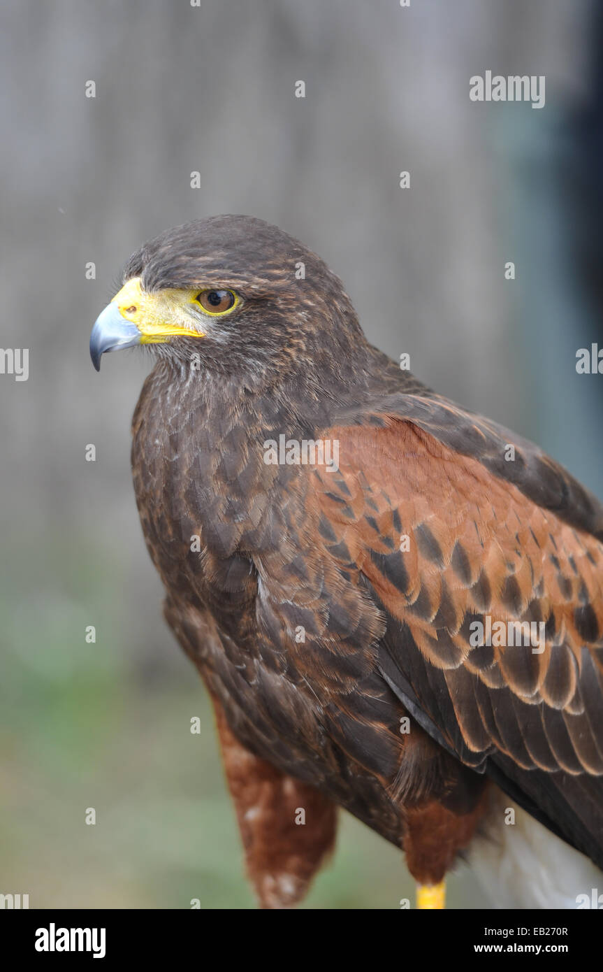 Golden hawk hi-res stock photography and images - Alamy