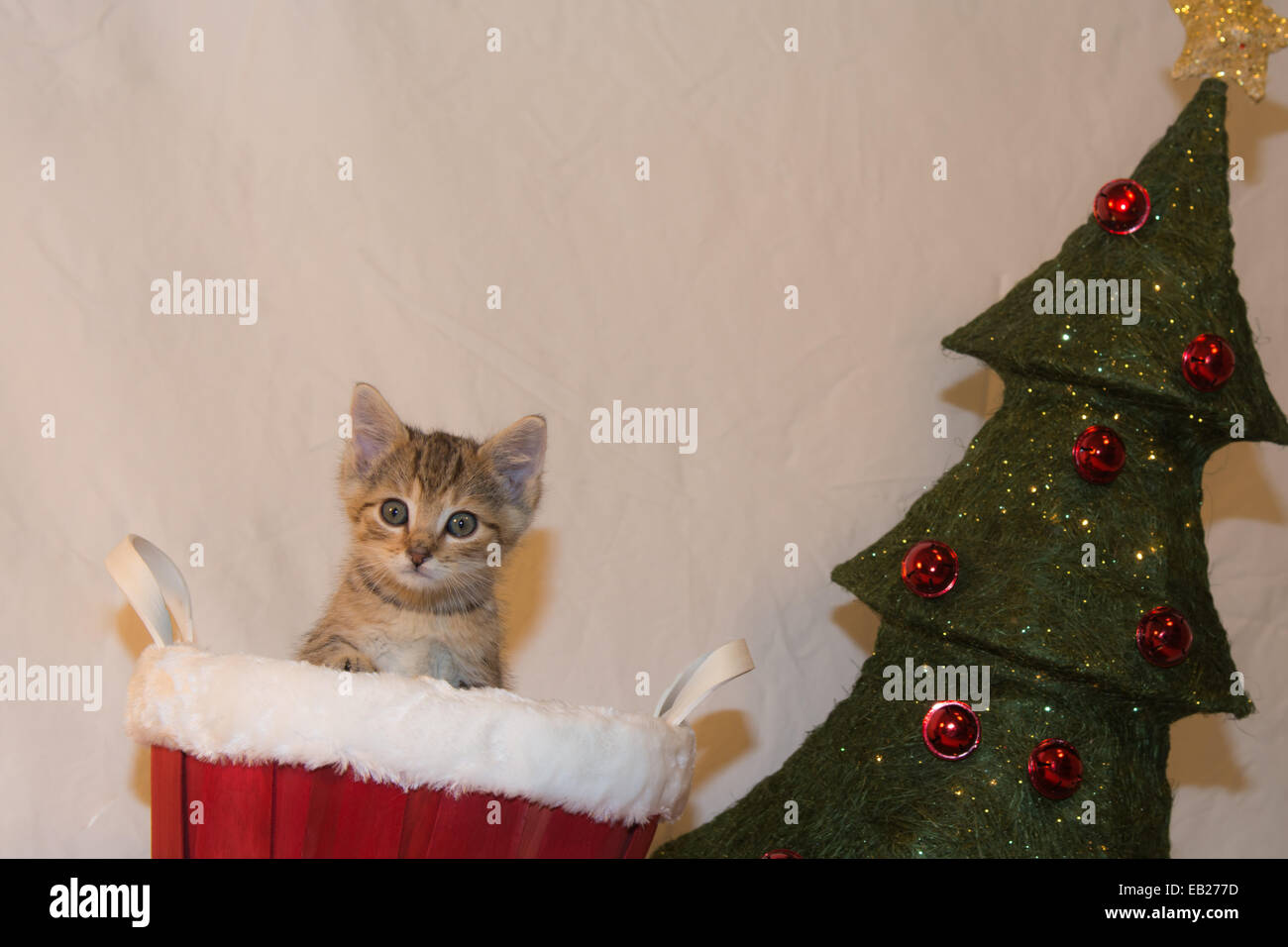 Kitten Playing by Christmas Tree Stock Photo - Alamy