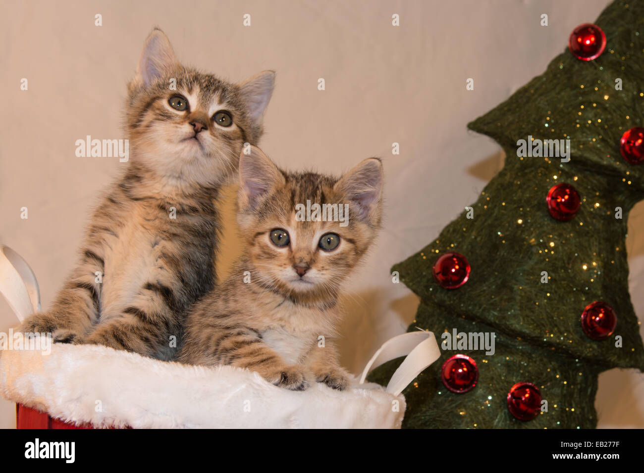 Kitten Playing by Christmas Tree Stock Photo - Alamy