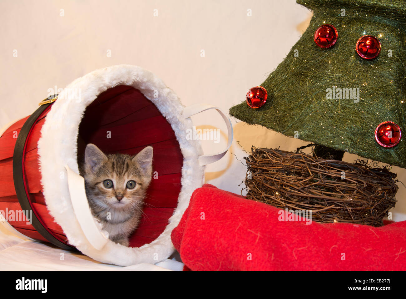Kitten Playing by Christmas Tree Stock Photo - Alamy