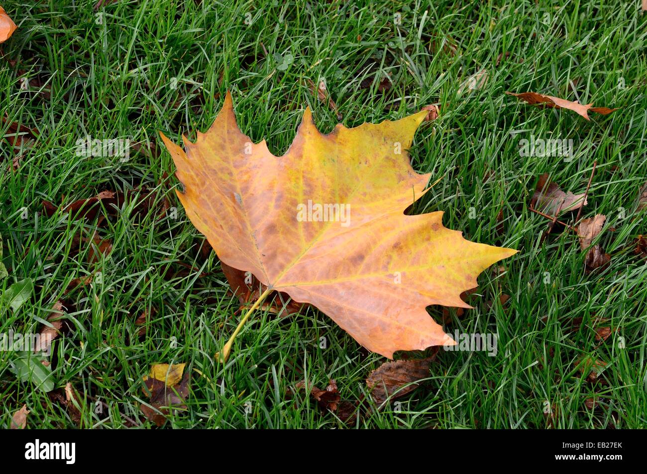 London plane tree leaf hi-res stock photography and images - Alamy