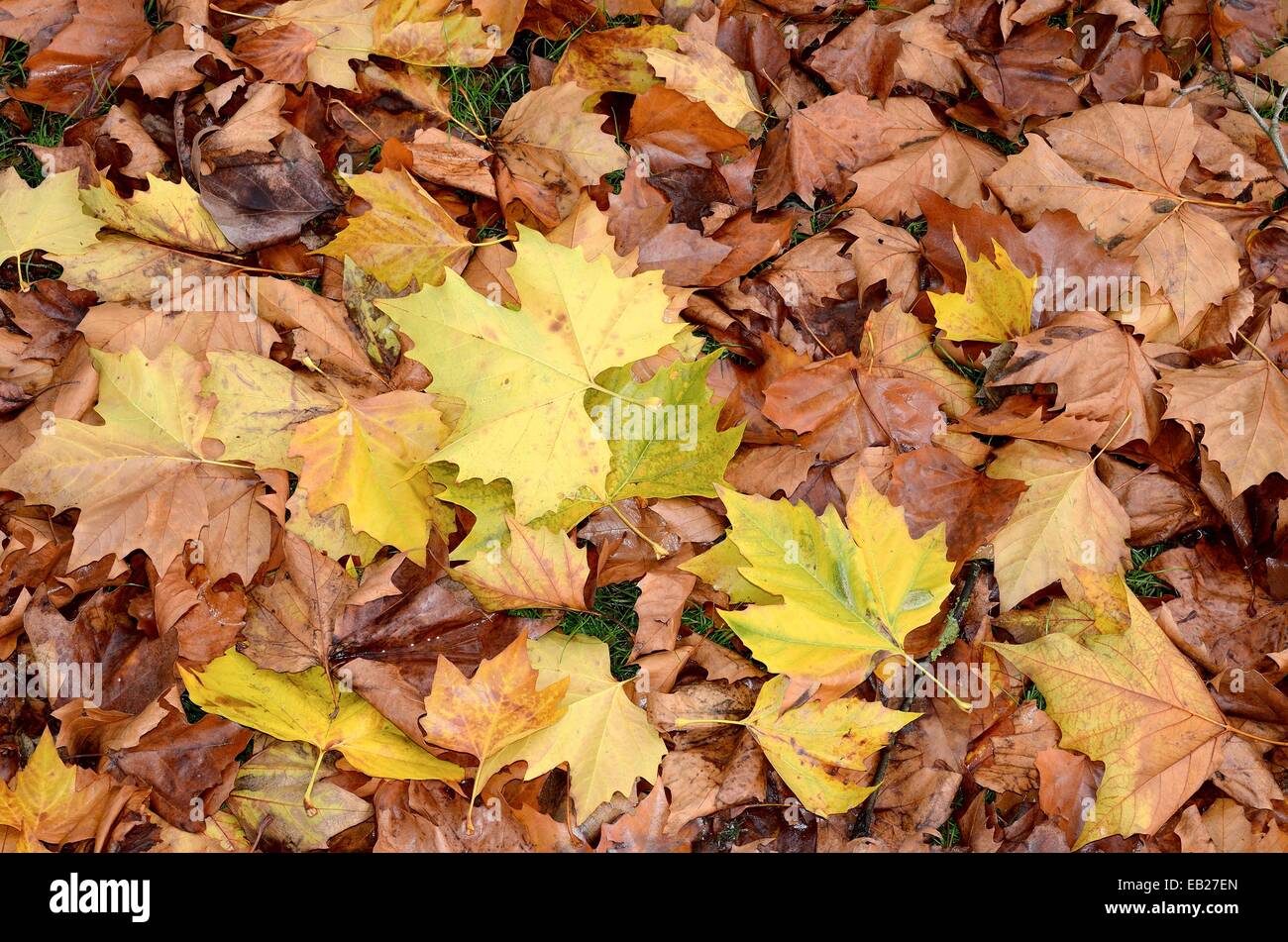 Autumn leaves on plane tree hi-res stock photography and images - Alamy