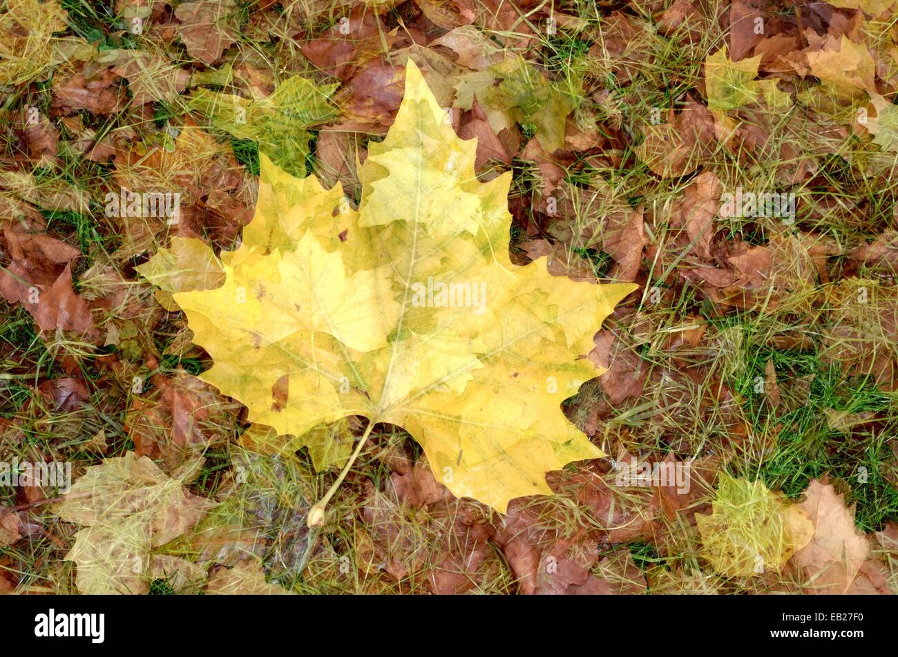 Leaf of Plane tree Stock Photo - Alamy