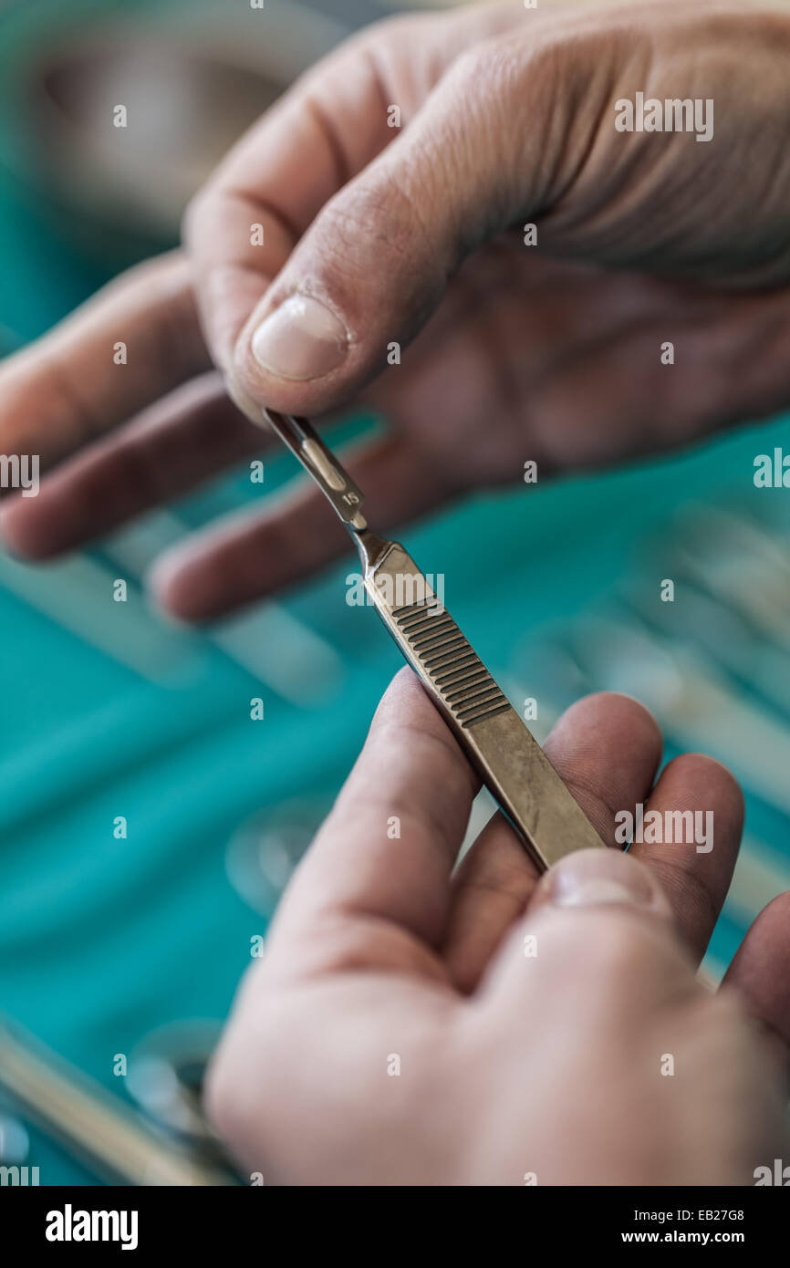 the hands of a surgeon using a metal scalpel Stock Photo - Alamy