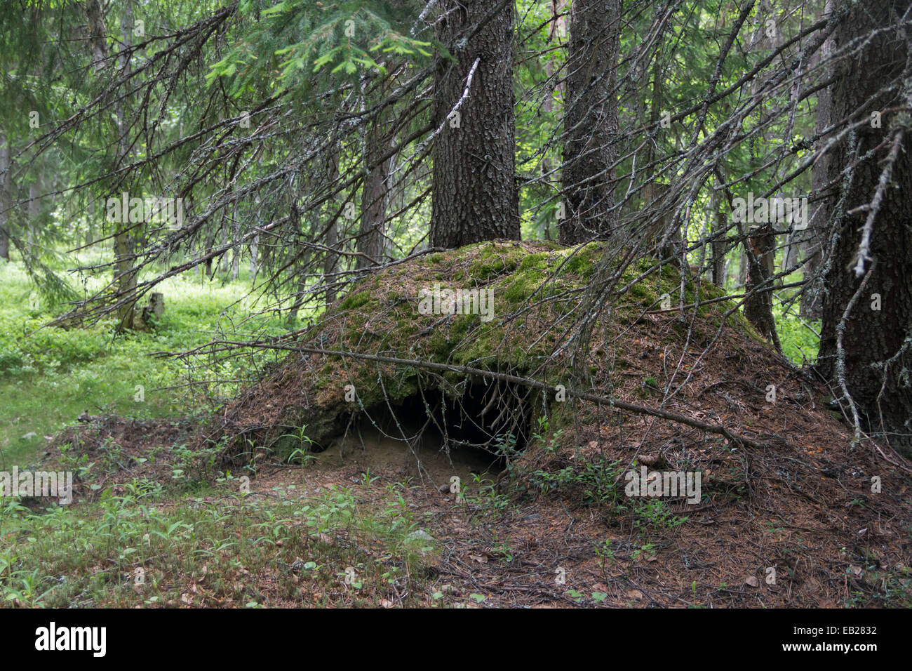Bear den for hibernation hi-res stock photography and images - Alamy