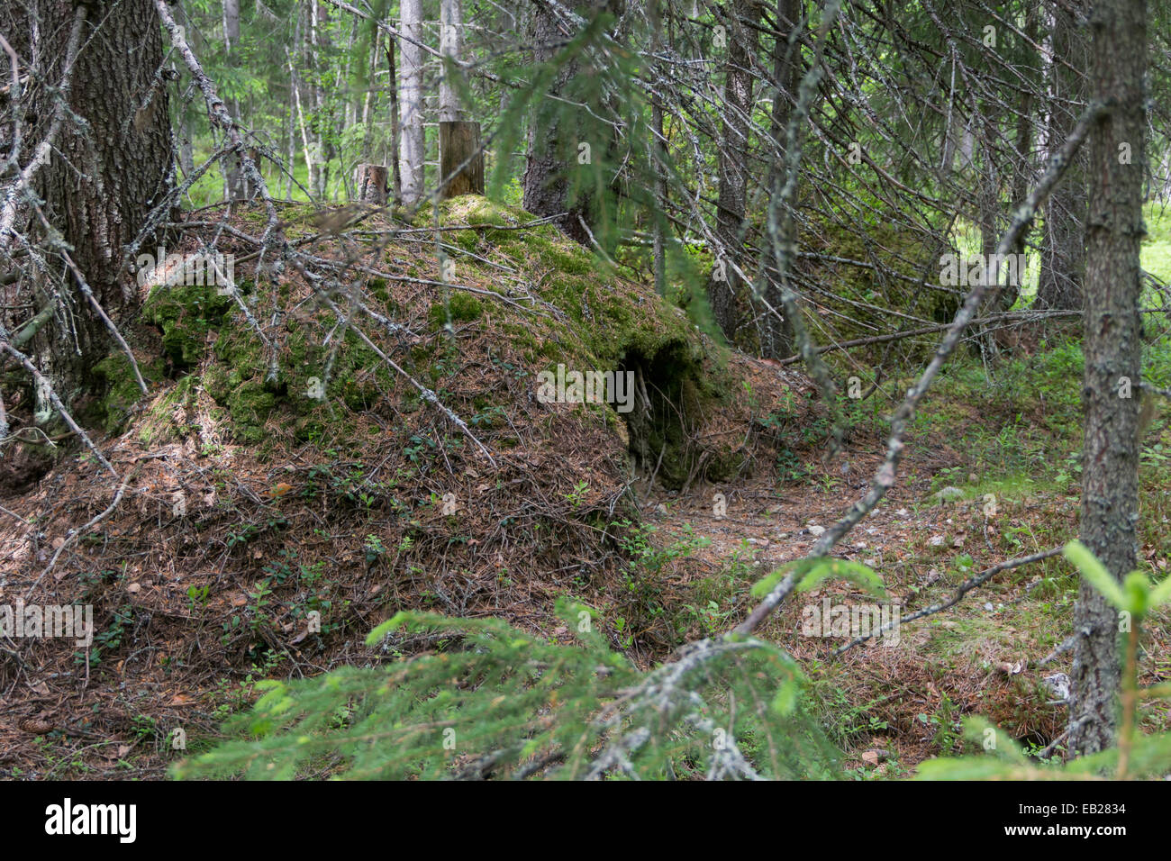 Hibernation bear den hi-res stock photography and images - Alamy