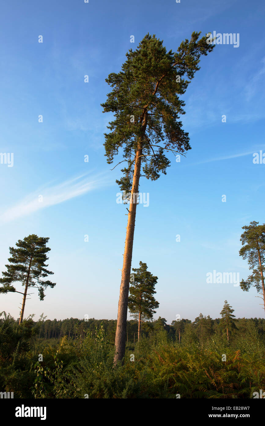 Lavington Common High Resolution Stock Photography and Images - Alamy